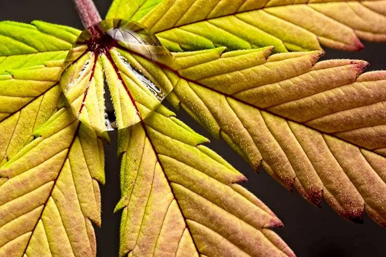 Autoflower Outdoor Yield — Autoflowering Cannabis Seeds