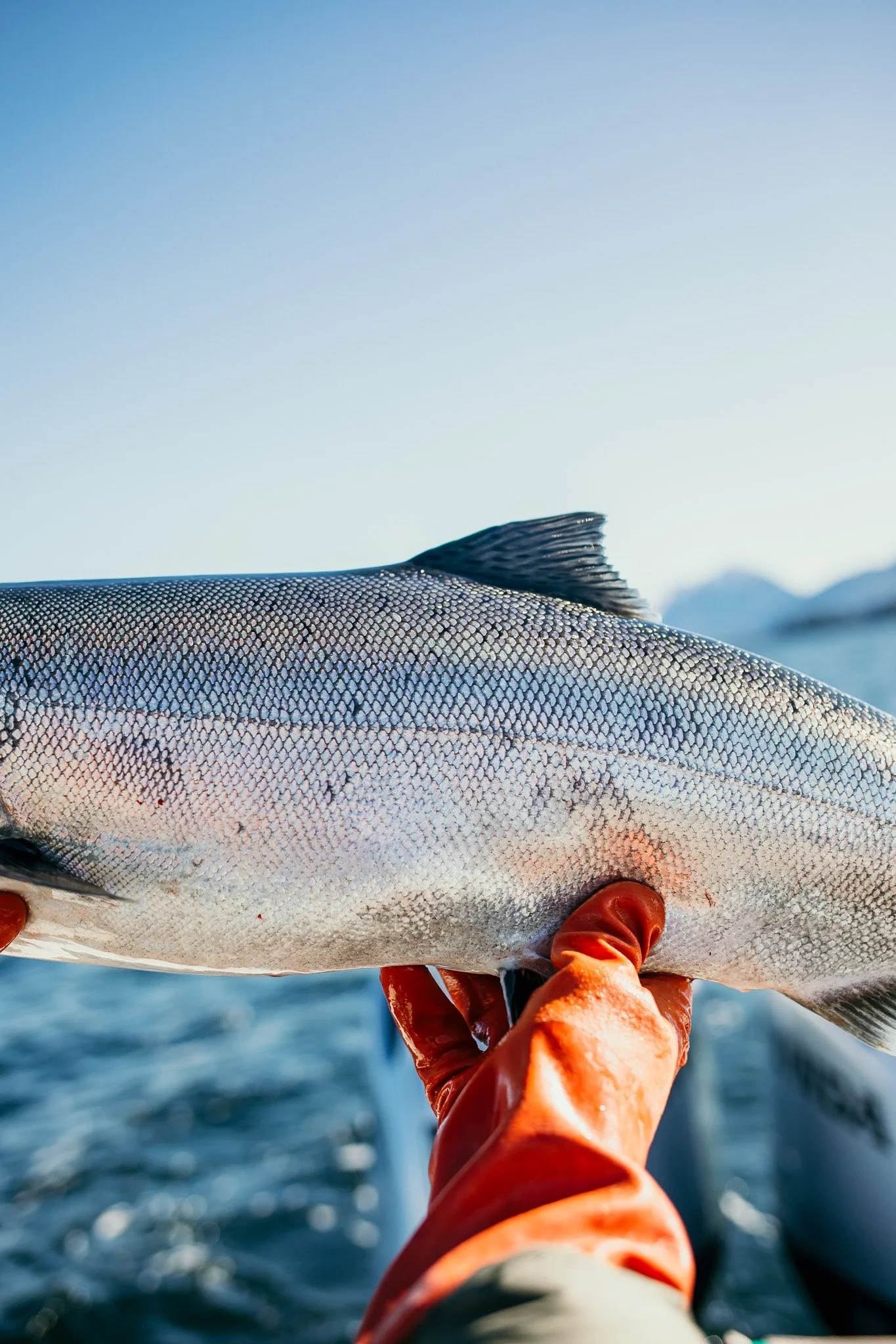 Wild Alaskan Salmon Fishing — Sitka Sea Level Adventures