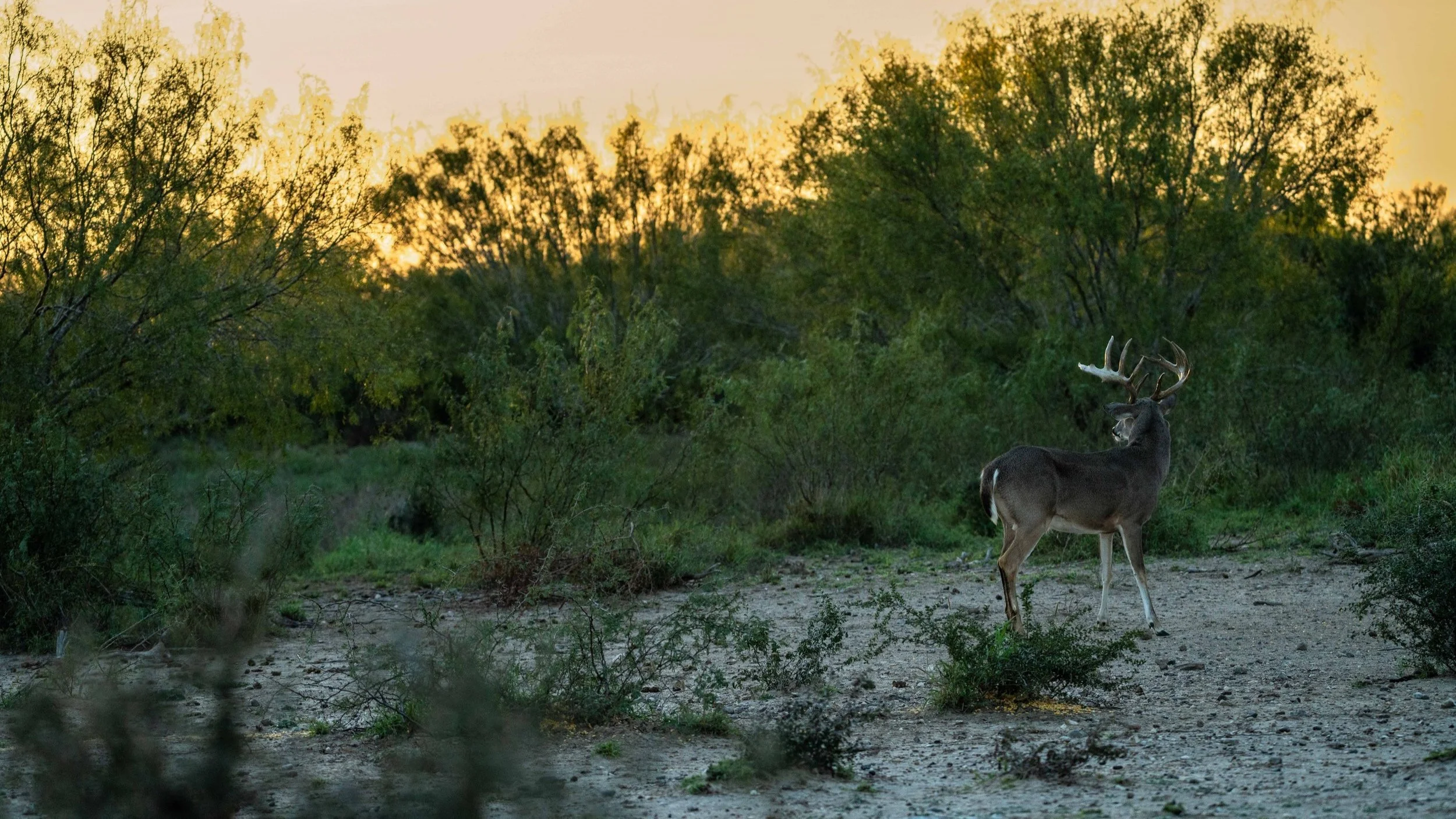 South Texas Whitetail — El Sapo Guide Service