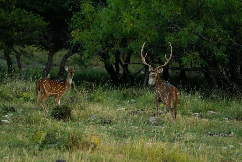 Axis Deer — El Sapo Guide Service