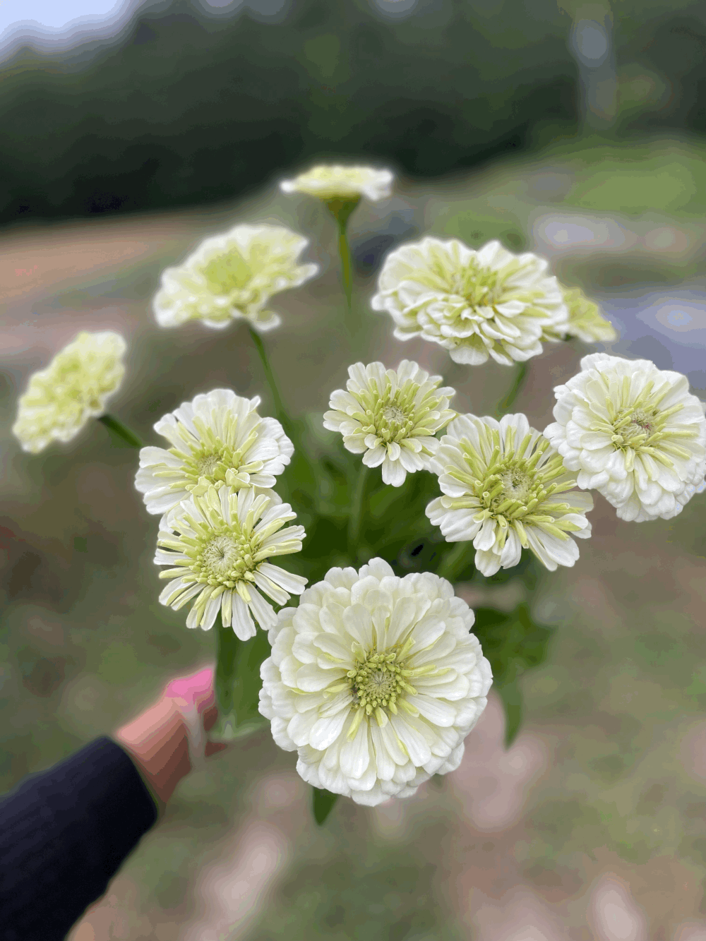 Shop — End of Nowhere Flower Farm