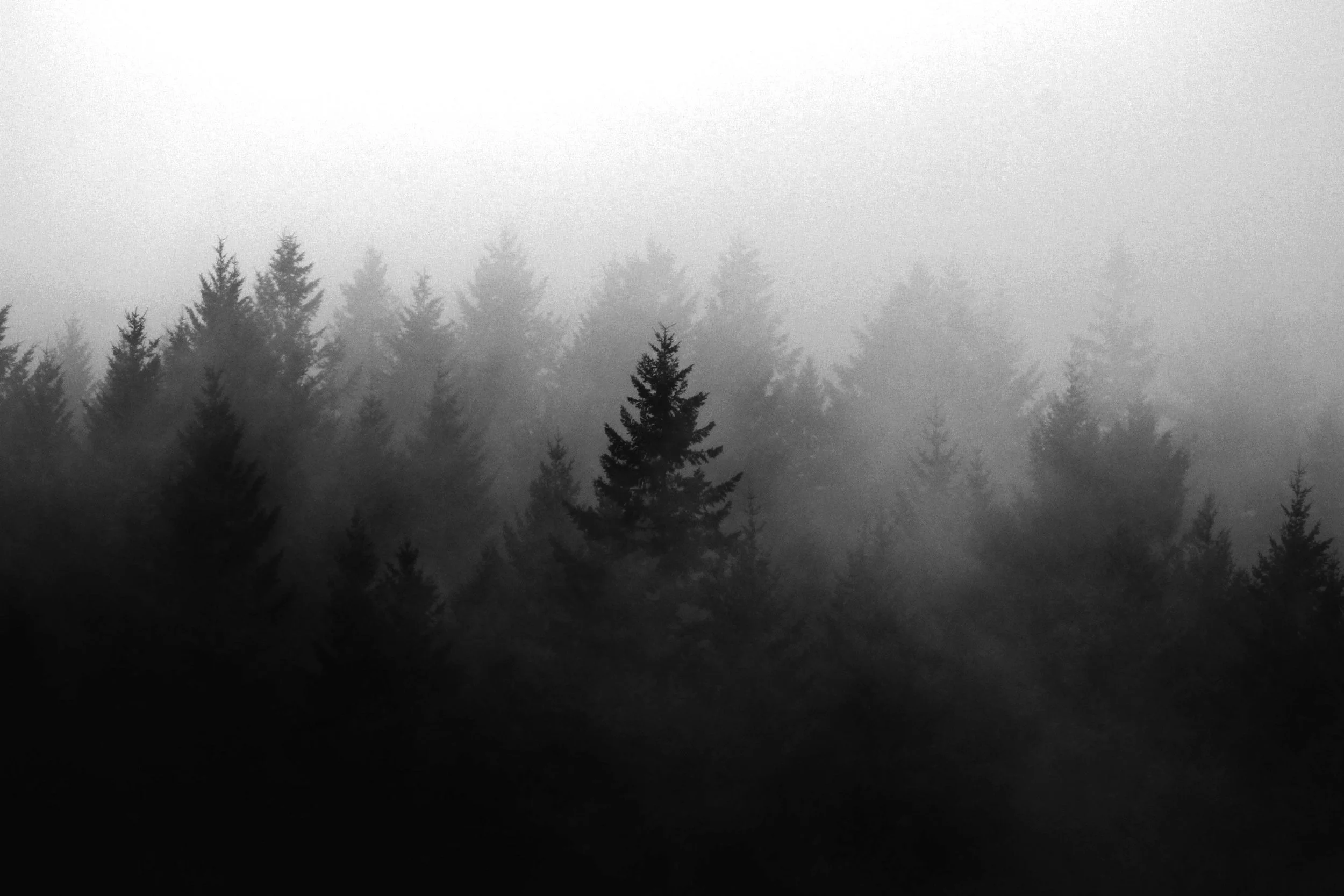 Strangers in a Tangled Wilderness