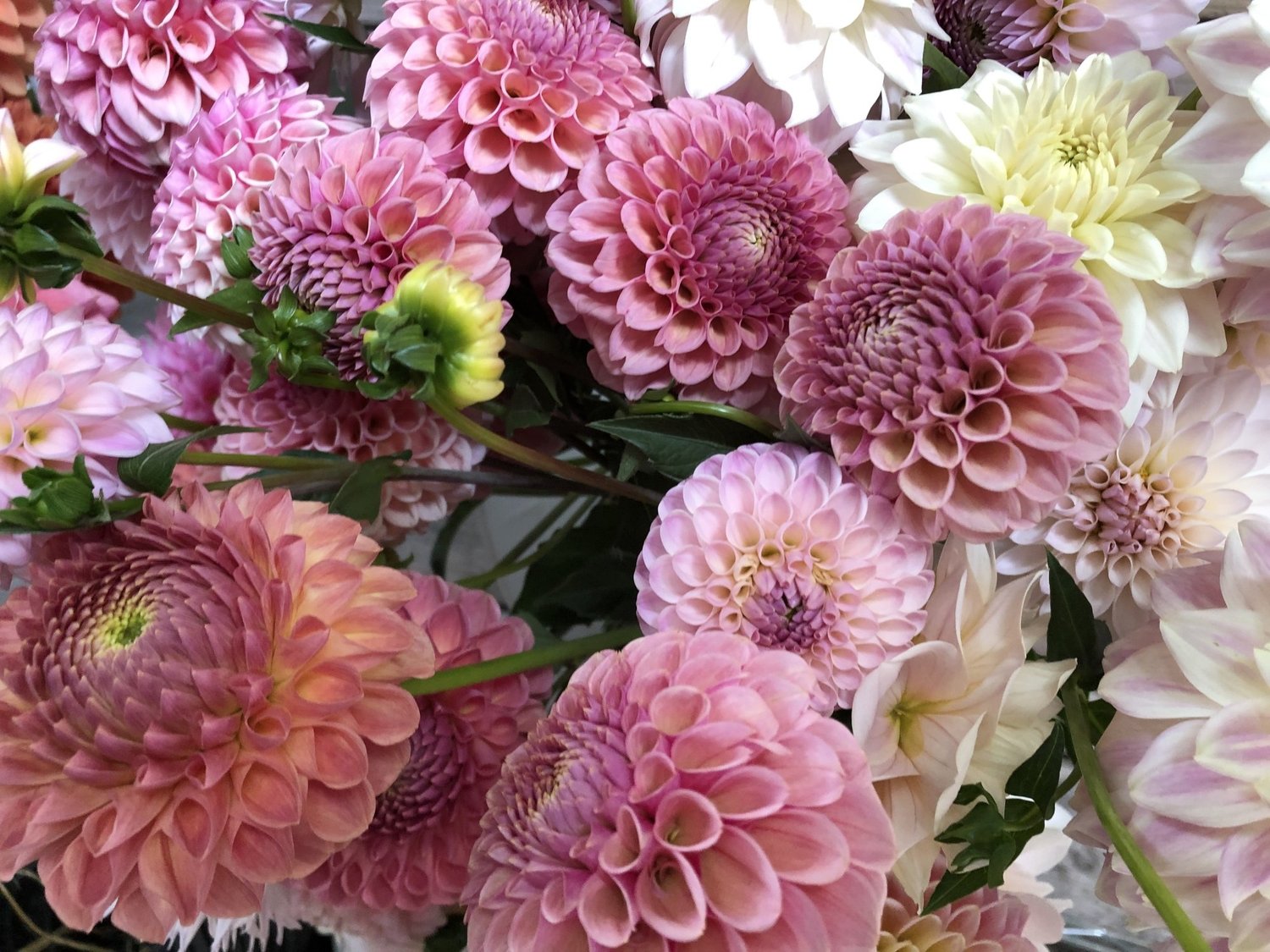 Kamille's Flowers