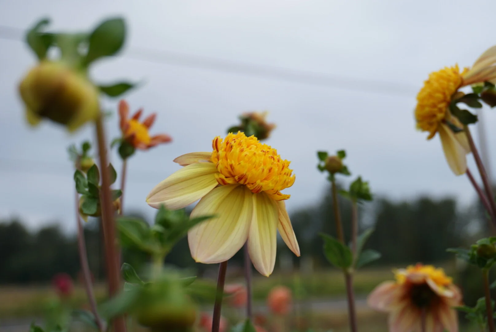 Shop Dahlia Tubers — Kamille's Flowers