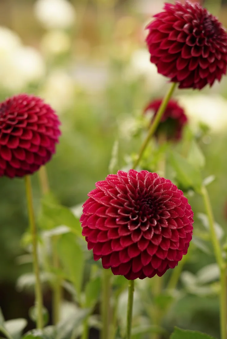 Sandia Bertha dahlia tuber — Kamille's Flowers