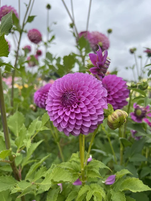 Sandia Bertha dahlia tuber — Kamille's Flowers