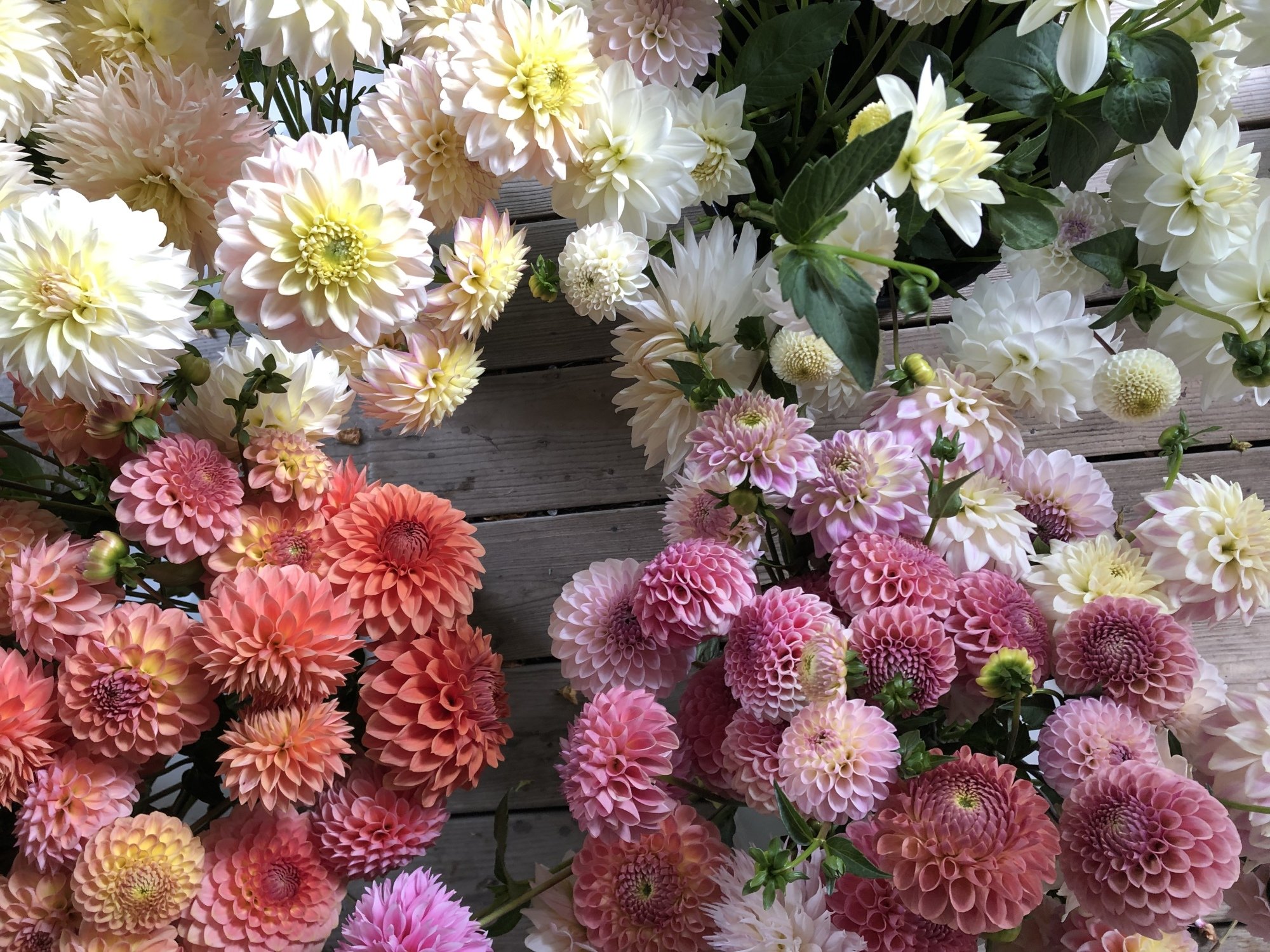 Kamille's Flowers
