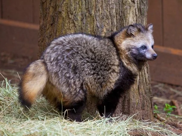 Did Super Mario Bros. 3 Change Our Understanding of the Tanuki ...