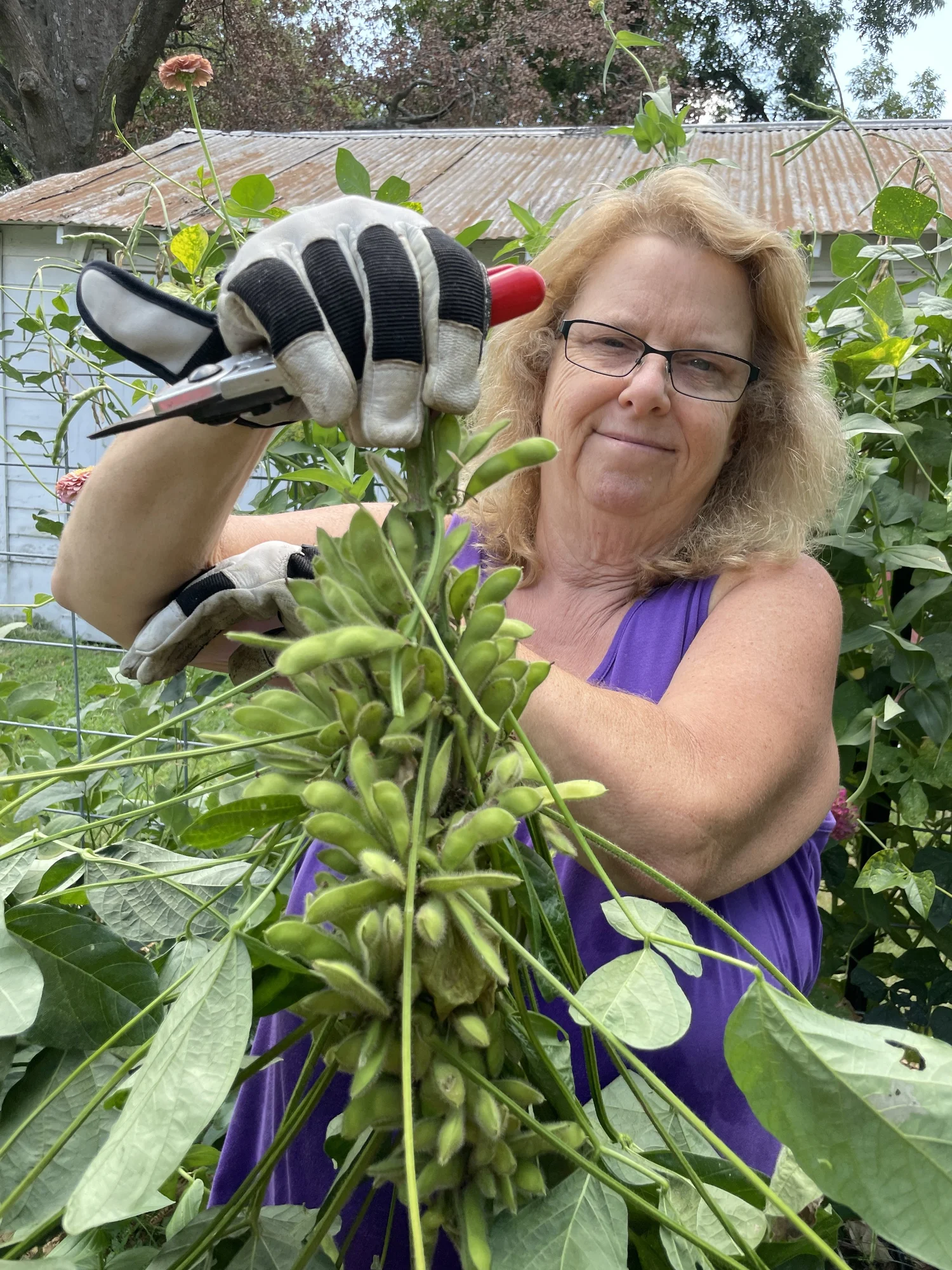 How to Grow Edamame — Jolly Gardens