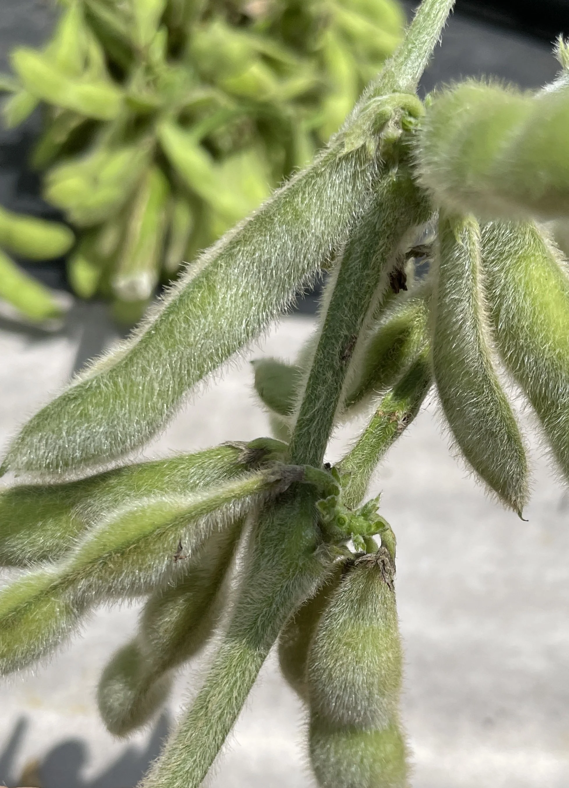 How to Grow Edamame — Jolly Gardens
