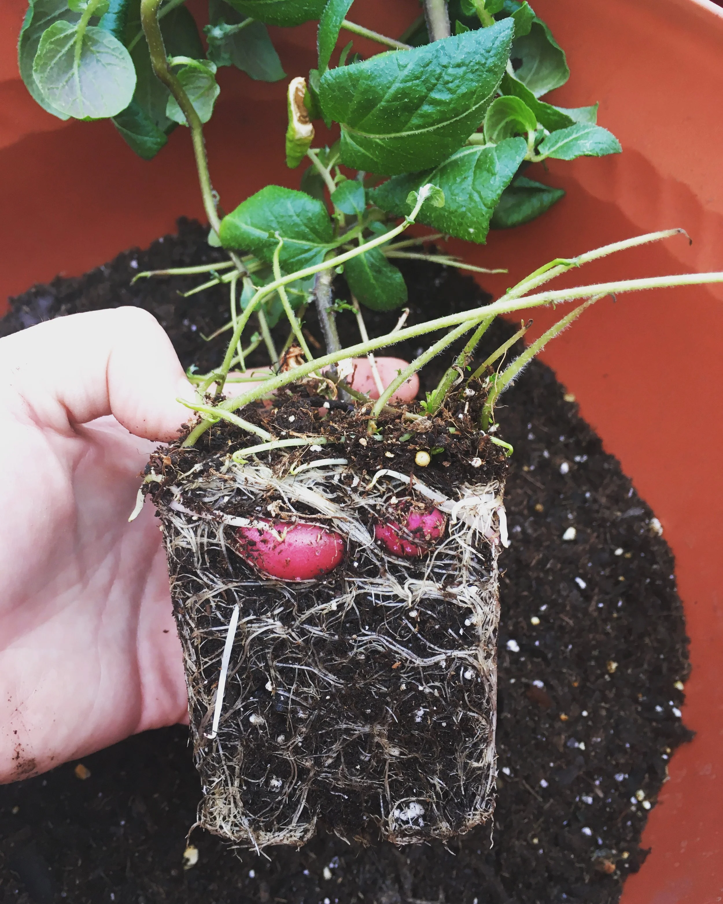 How to Grow Fall Potatoes — Jolly Gardens