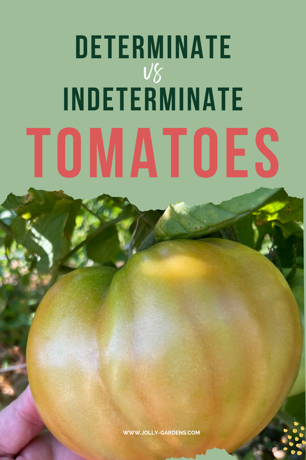 Determine vs. Indeterminate Tomatoes — Jolly Gardens Determine vs. Indeterminate Tomatoes — Jolly Gardens
