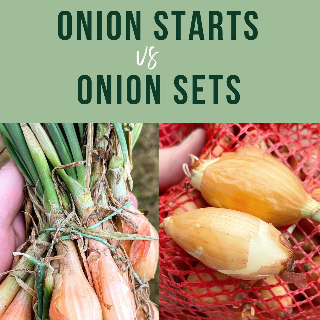 Onion Starts vs Onion Sets — Jolly Gardens