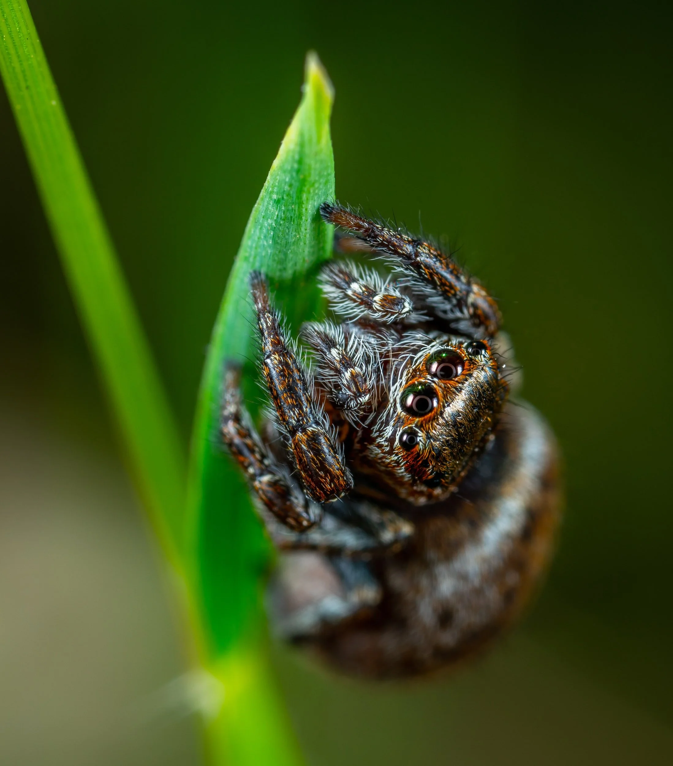 A Comprehensive Jumping Spider Care Guide for Beginners — Untamed at Home