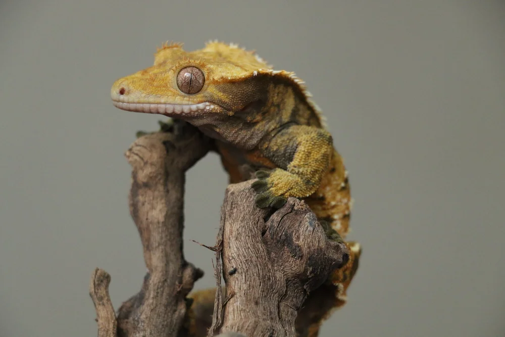 Setting Up a Bioactive Enclosure for Your Crested Gecko — Untamed at Home