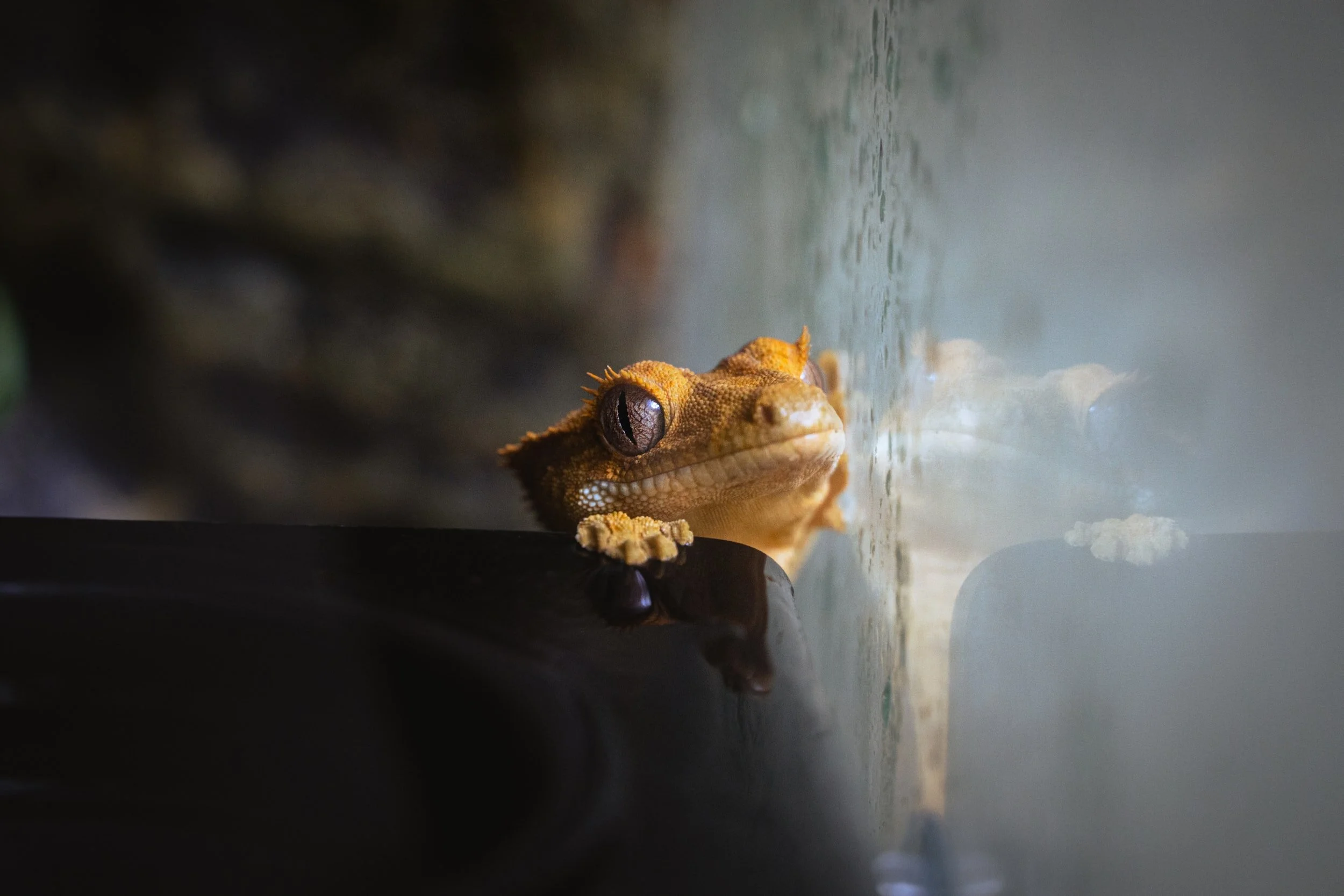 Setting Up a Bioactive Enclosure for Your Crested Gecko — Untamed at Home