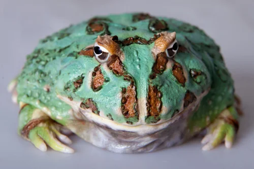 Your Guide to Setting up a Bioactive Pacman Frog Enclosure — Untamed at ...