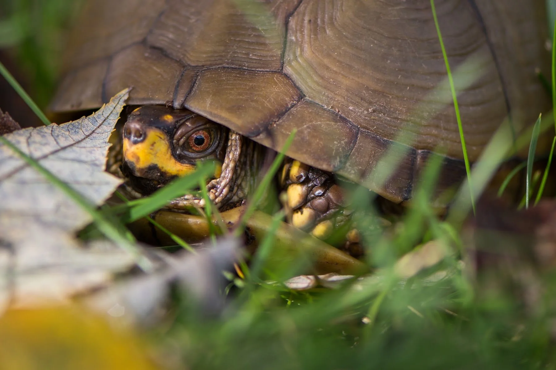 Three-Toed Box Turtle Care Tips — Untamed at Home
