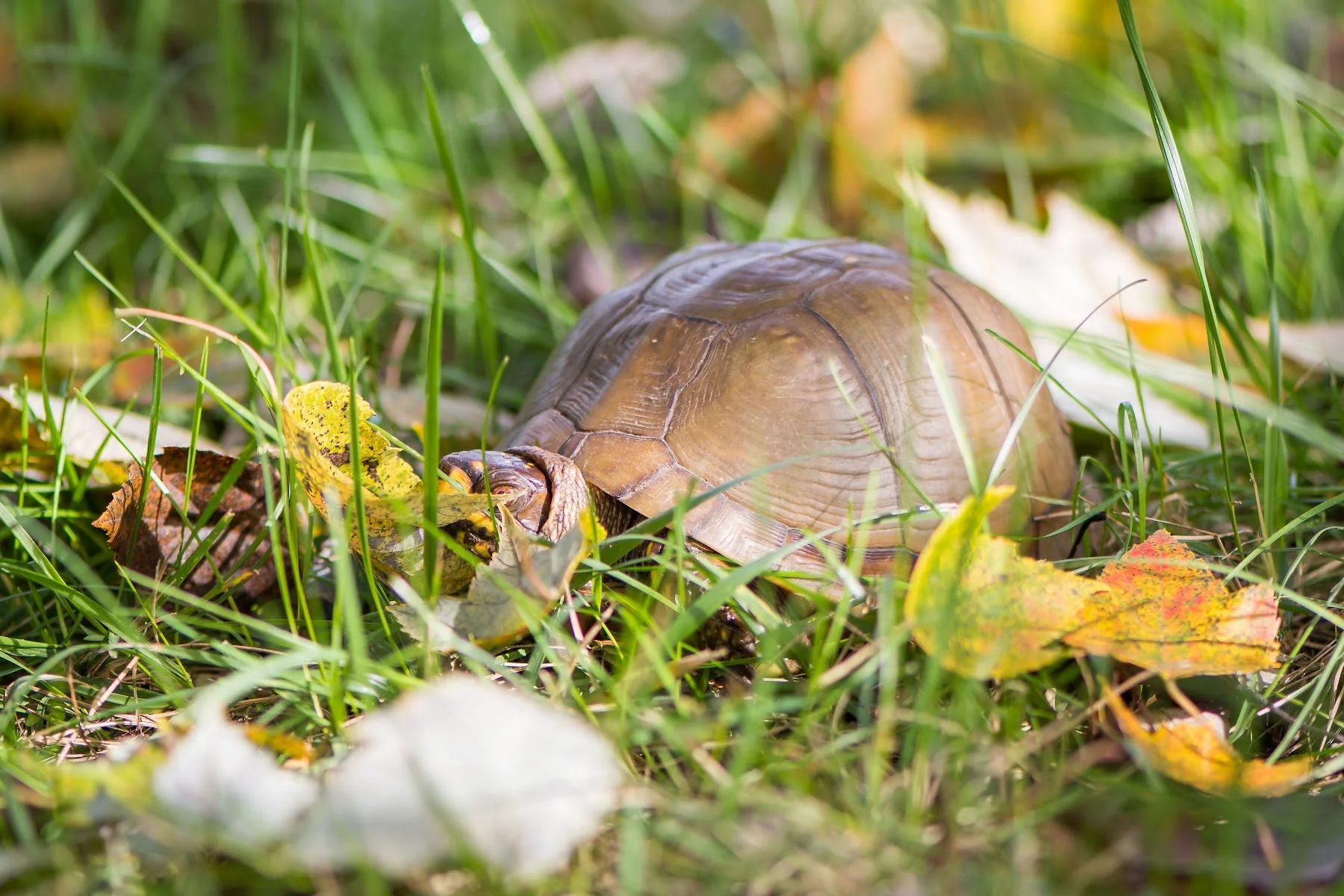 Three-Toed Box Turtle Care Tips — Untamed at Home