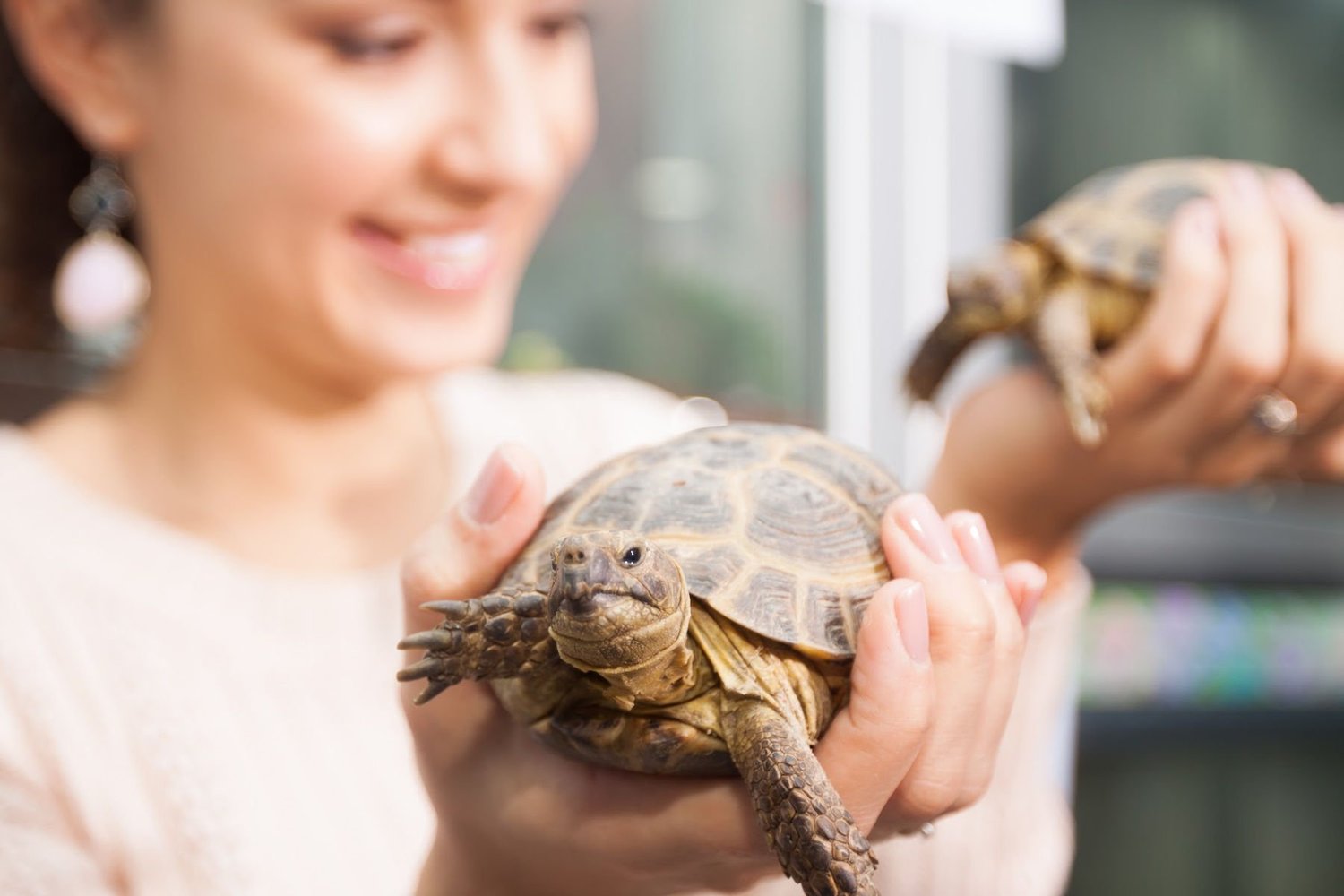Taking Care of Your Russian Tortoise — Untamed at Home