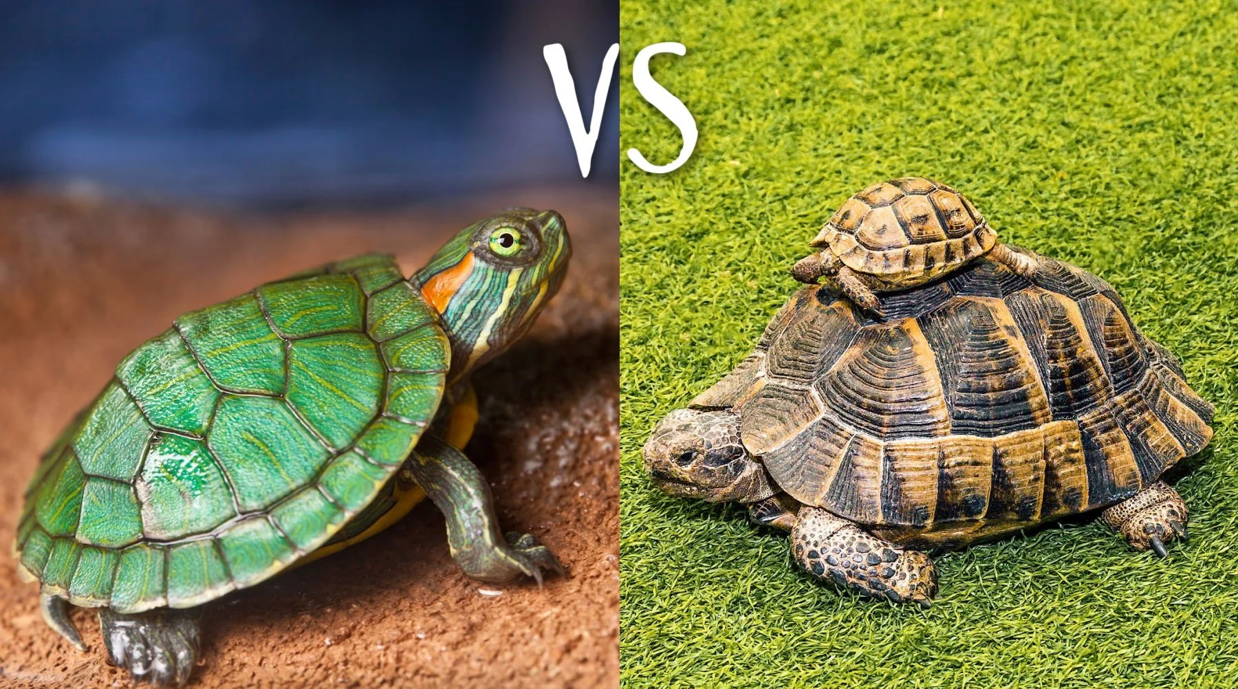 What is the Difference Between Turtles and Tortoises? — Untamed at Home
