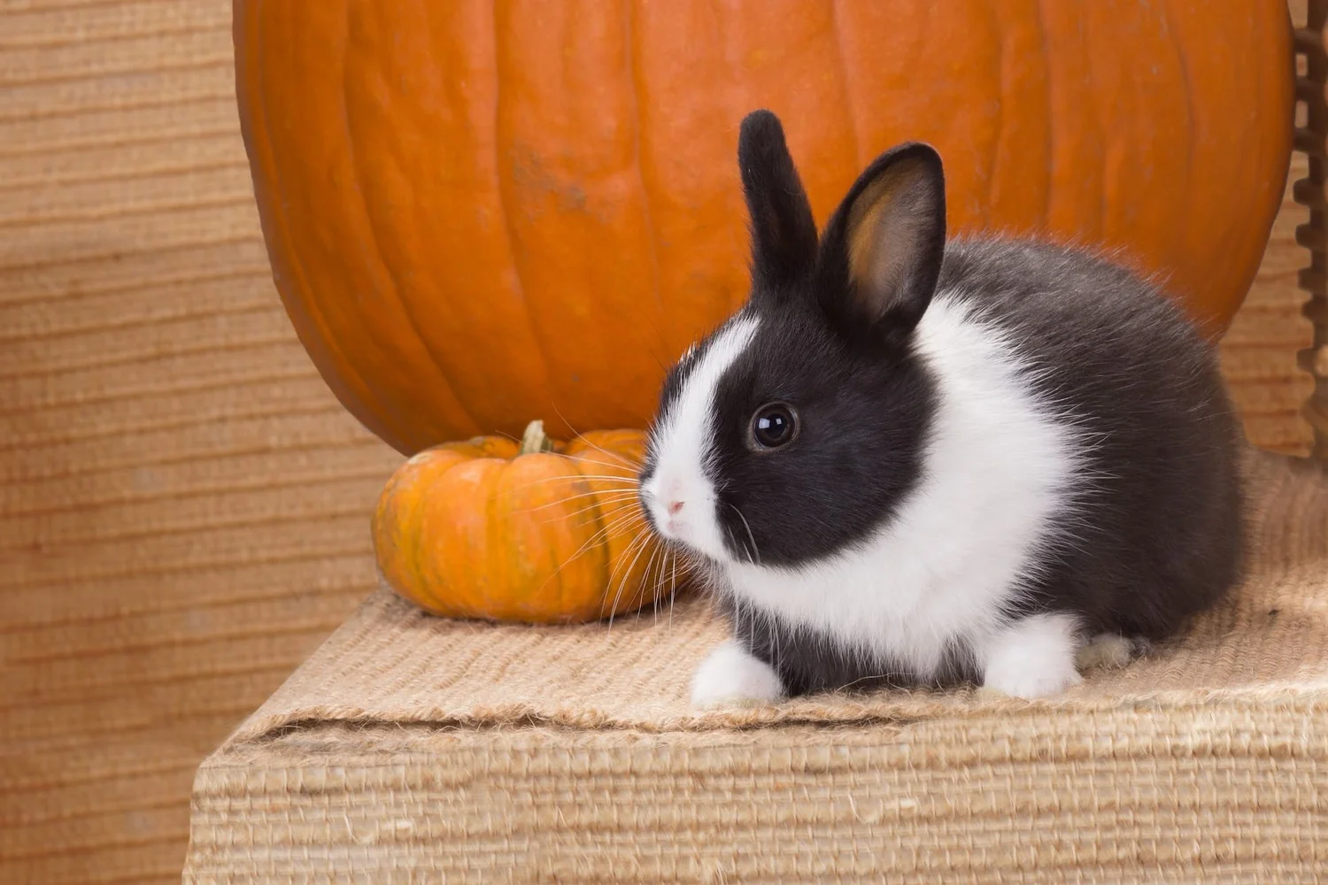 The Best Enrichment Activities for your Dutch Rabbit — Untamed at Home