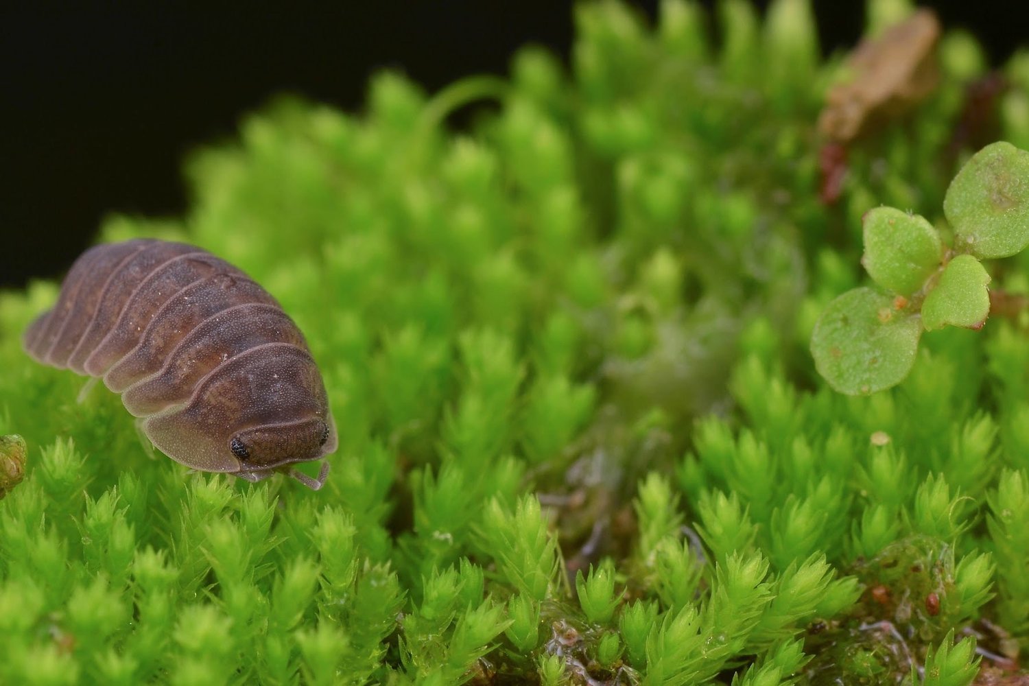 Your Guide to Setting up a Bioactive Pacman Frog Enclosure — Untamed at ...