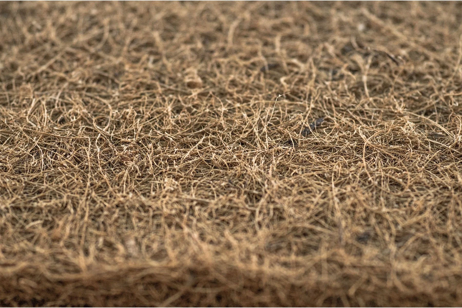 Your Guide to Setting up a Bioactive Pacman Frog Enclosure — Untamed at ...