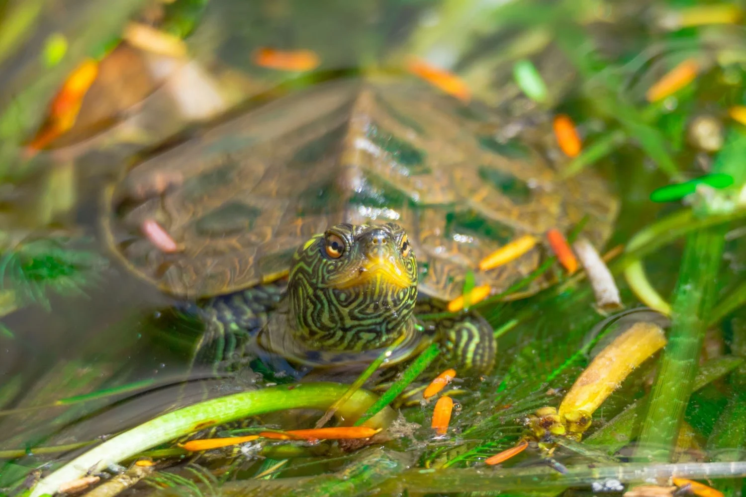 Fun Facts about the Common Map Turtle — Untamed at Home