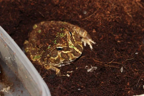 Your Guide to Setting up a Bioactive Pacman Frog Enclosure — Untamed at ...