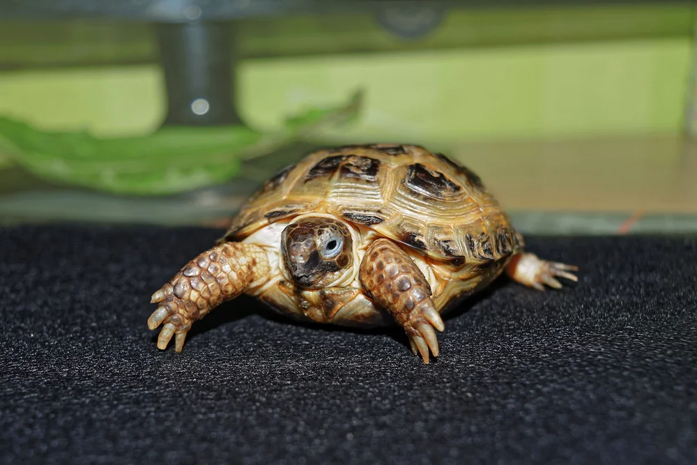 Taking Care of Your Russian Tortoise — Untamed at Home