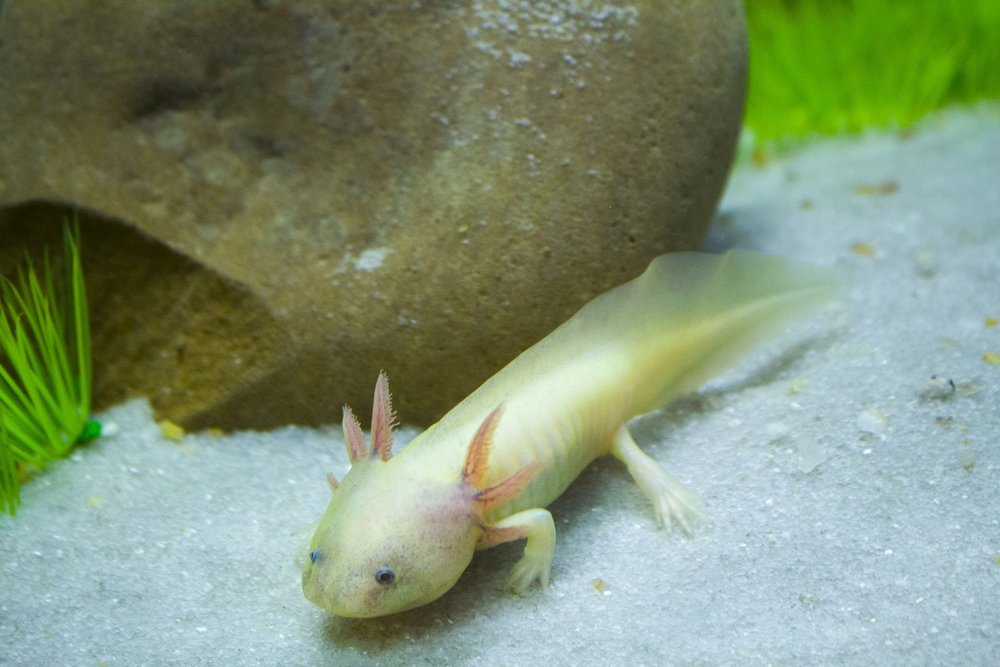 Basic Axolotl Care — Untamed at Home