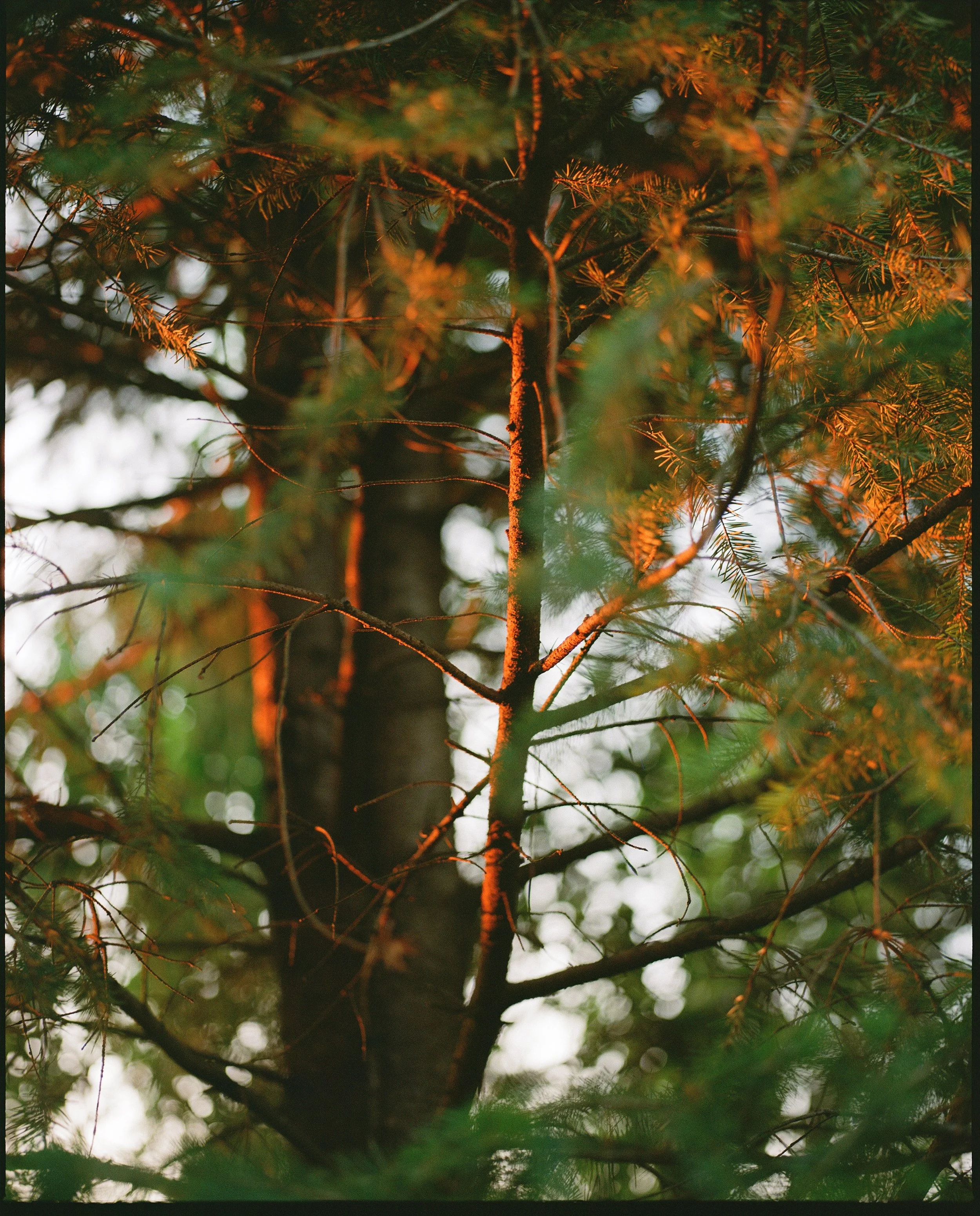 Sam Balaban, Artist / Director