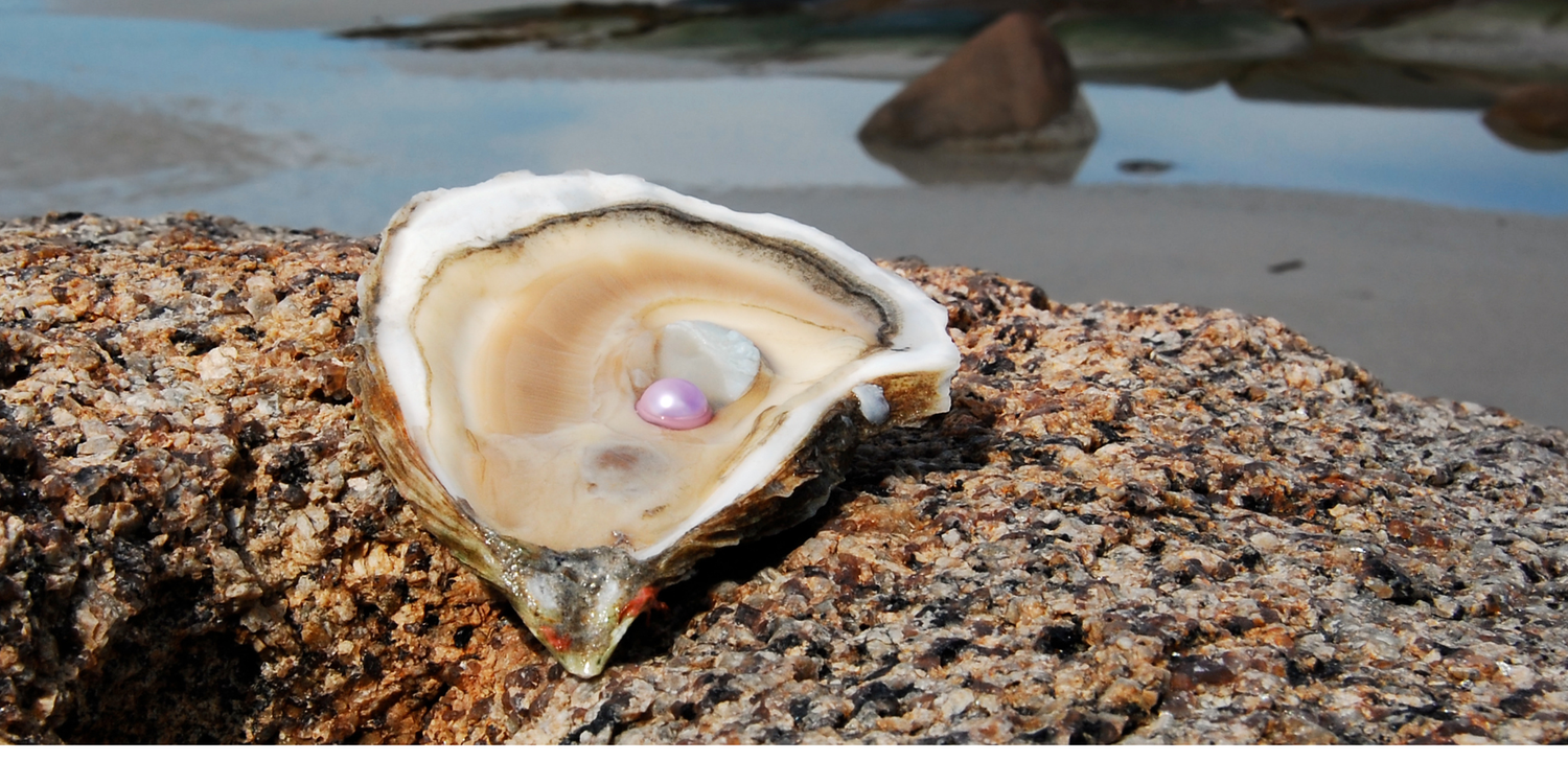 Pearl Dive Protocol — Dr Rosalind Watts