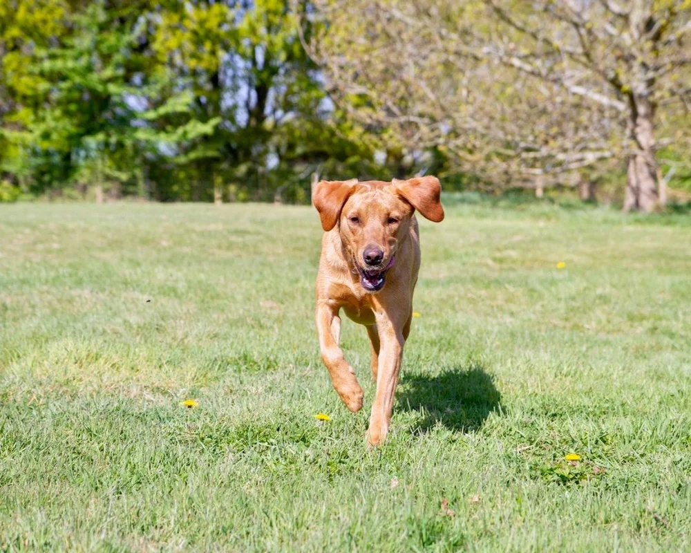 Canine Clubhouse | Luxury Dog Boarding Kennels