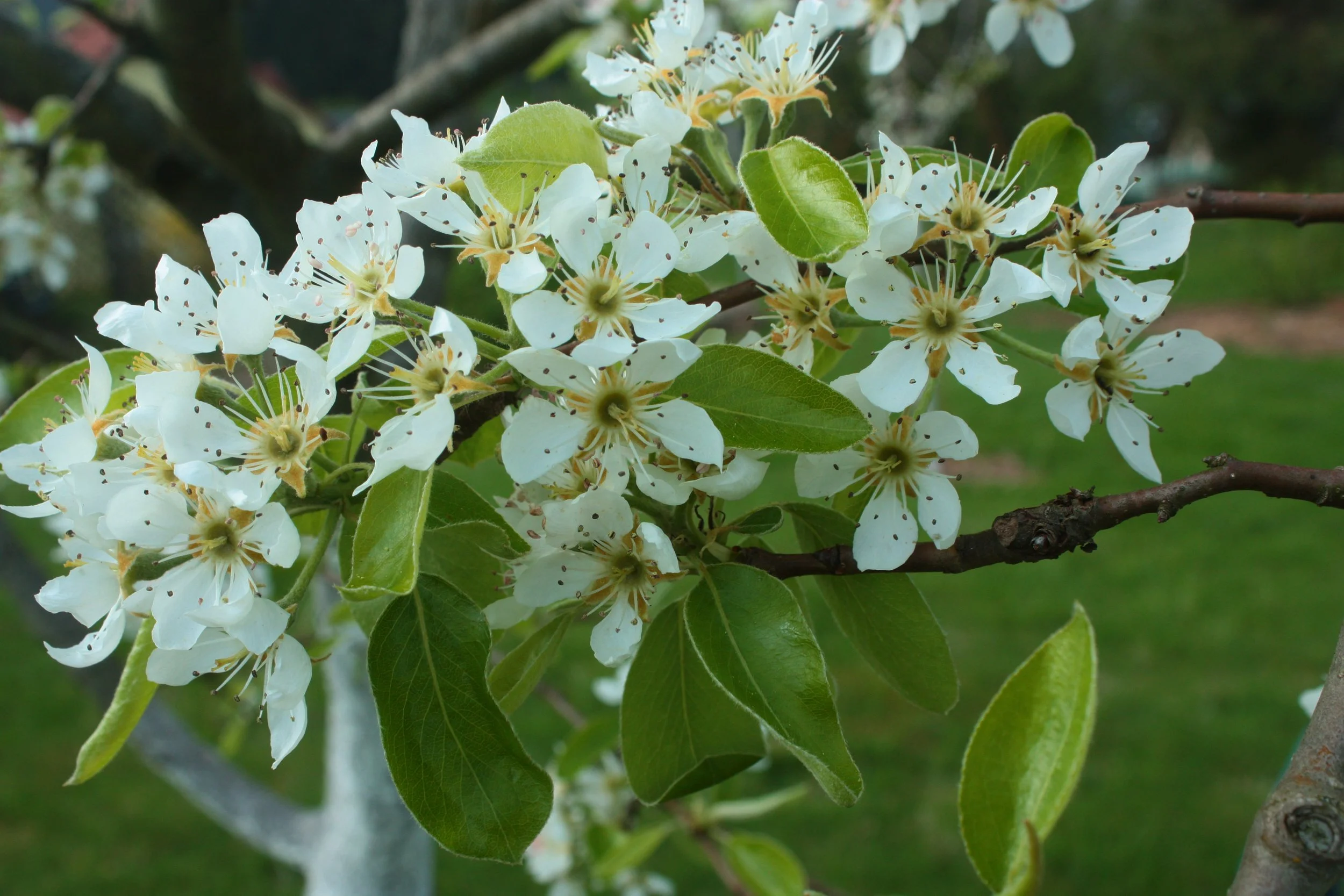 Obstbaum richtig pflanzen: Anleitung, Pflege, Tipps — Selbstfairsorger Garten