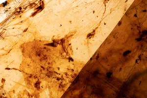 Kombucha — Around The World in 80 Fabrics