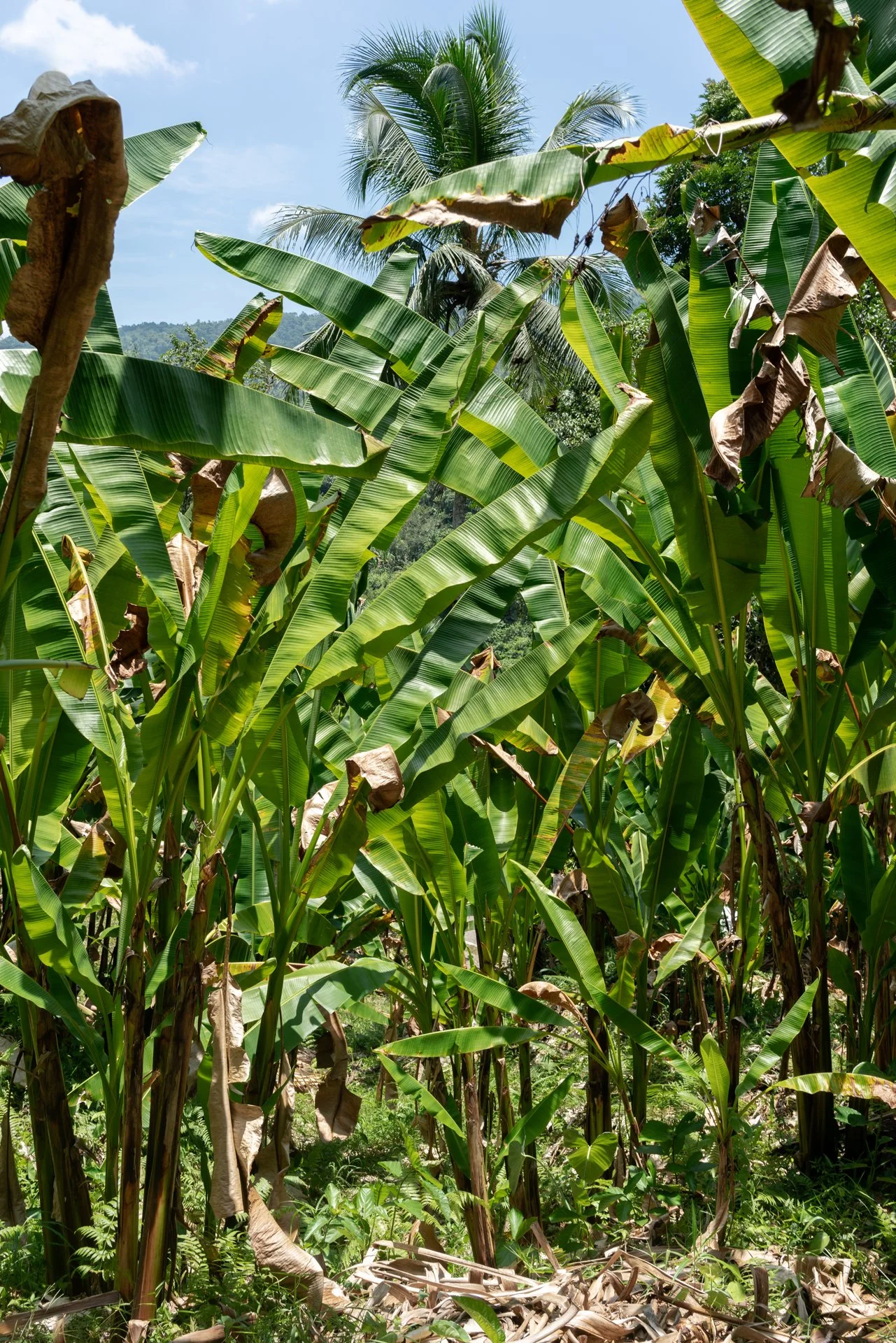 Bananatex — Around The World in 80 Fabrics