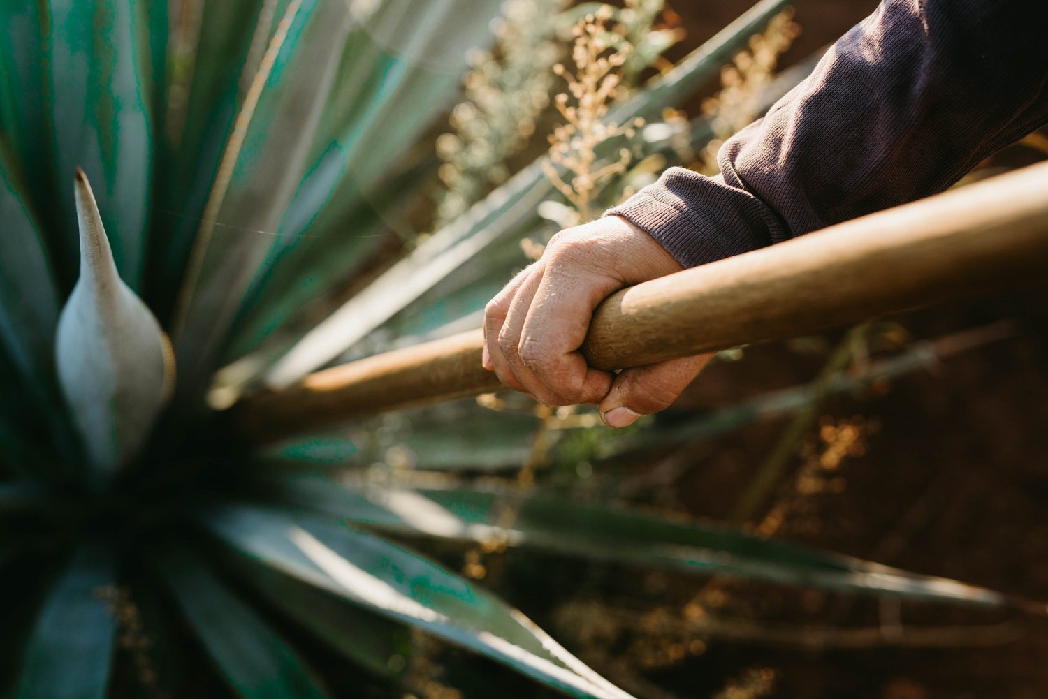 Agave, Mexico — Around The World in 80 Fabrics