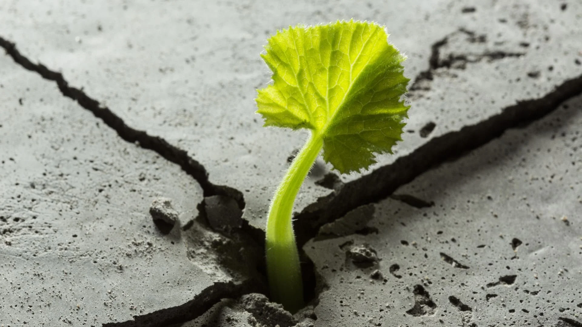 A learning organization is a resilient organization — Illuminary ...