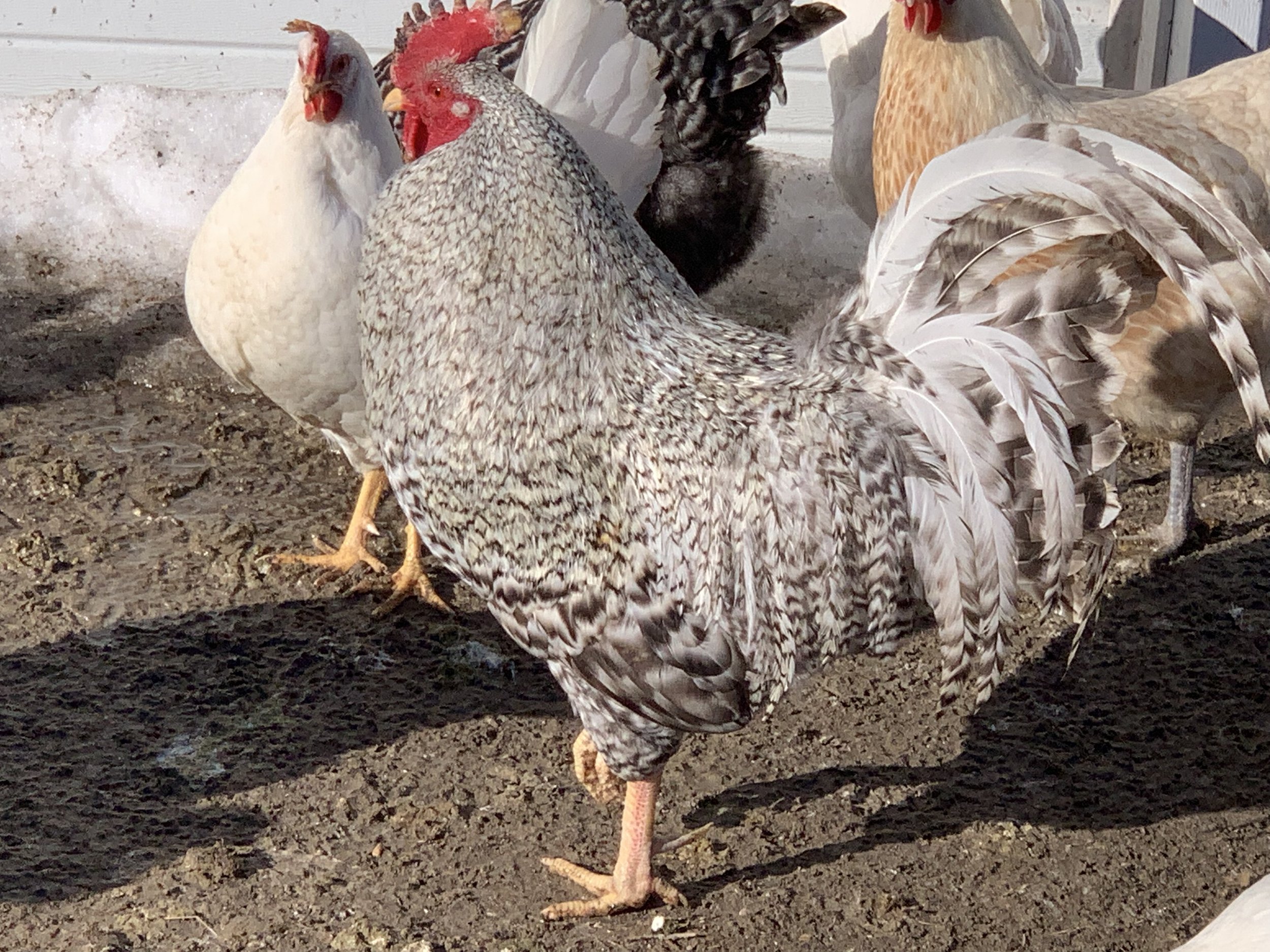 The Holland Chicken Project — Braided River Farm