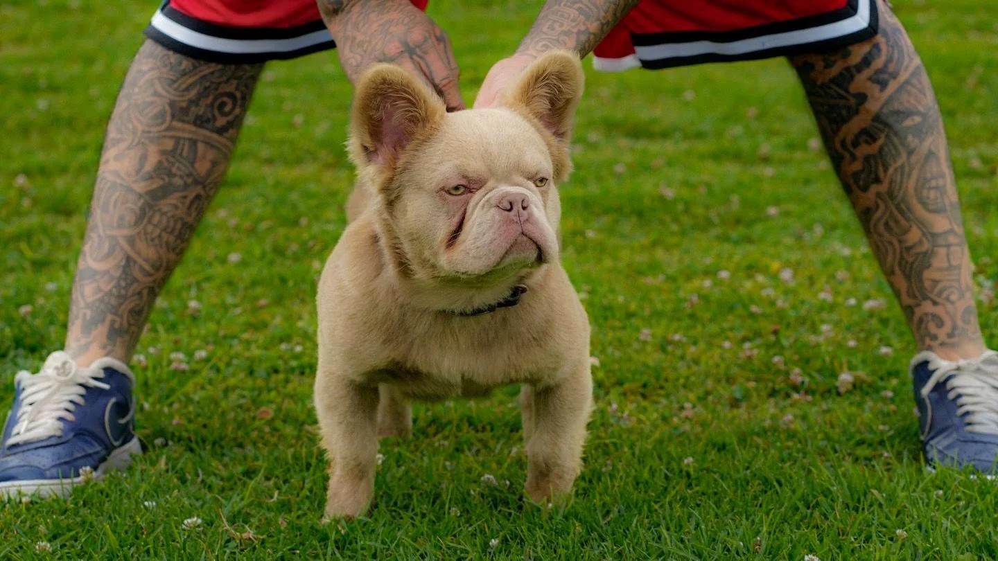 French Bulldogs in San Diego - French Bulldogs For Sale
