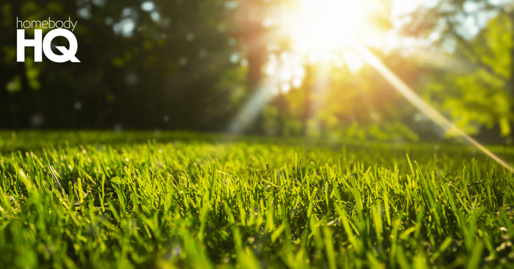 Transform Your Lawn: How To Achieve Lush Greenery — homebodyHQ