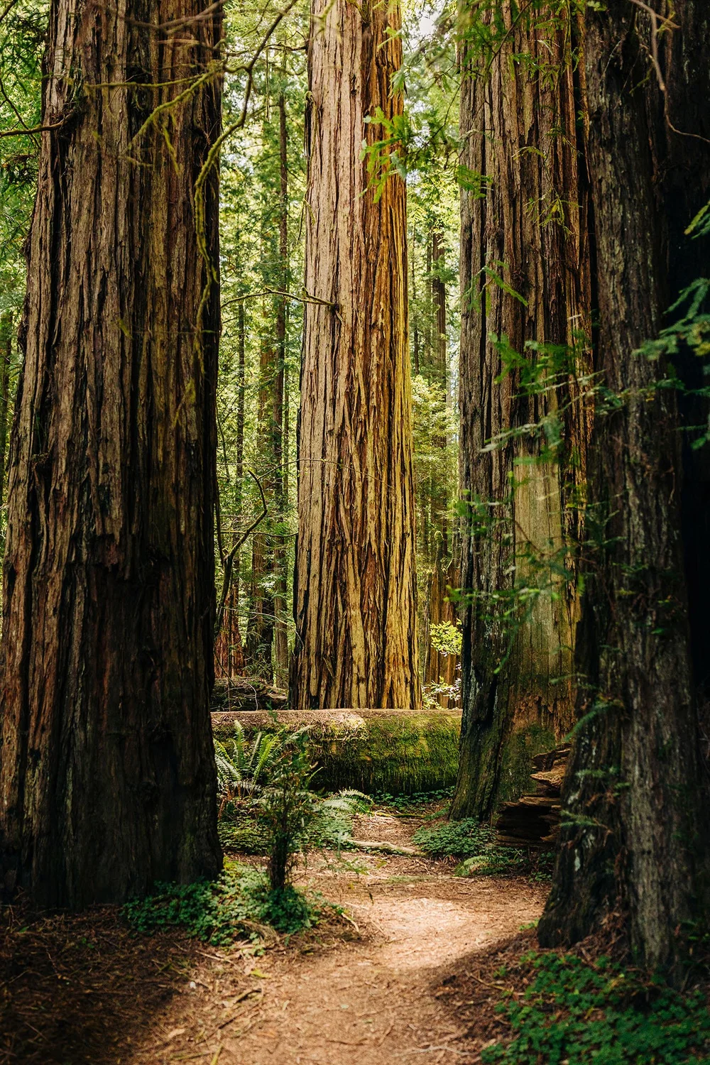 How to Get Married in the California Redwoods — Love and Latitudes ...
