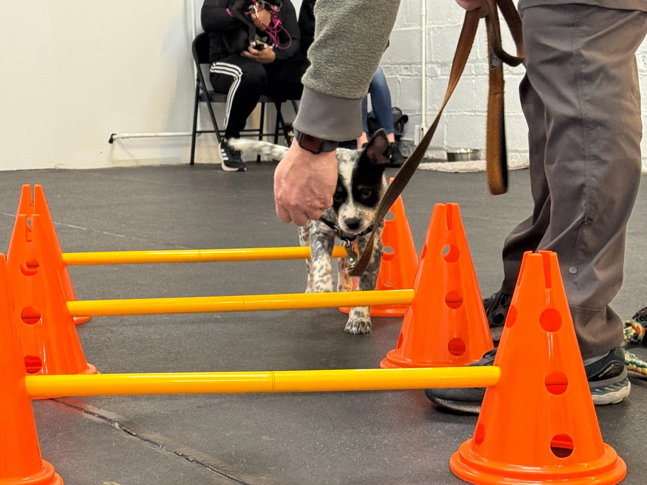 Puppy Obedience Training Classes Near You — Copilot Dog Training