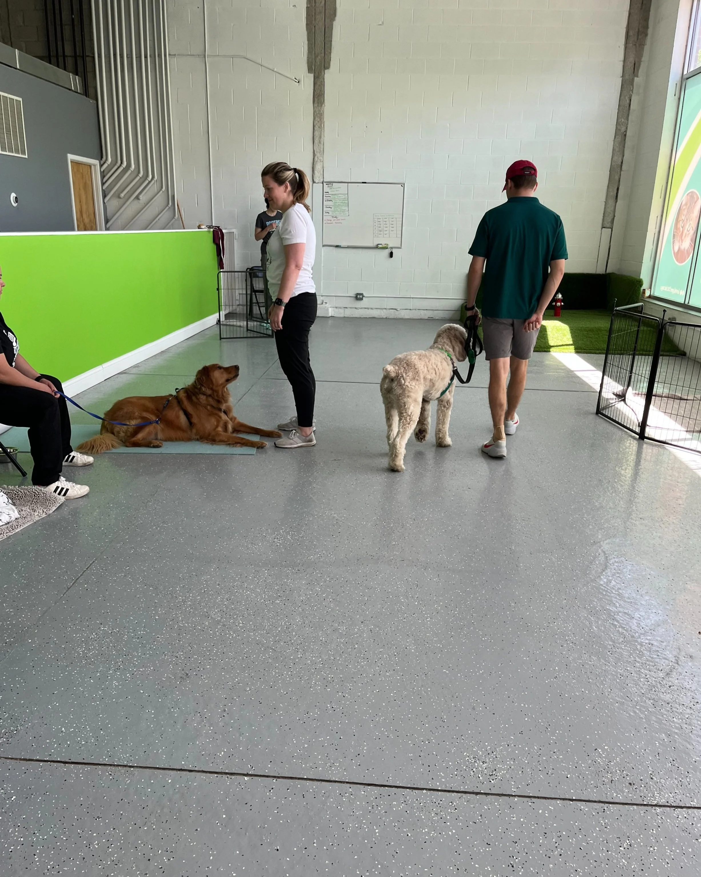 Group Classes — Copilot Dog Training