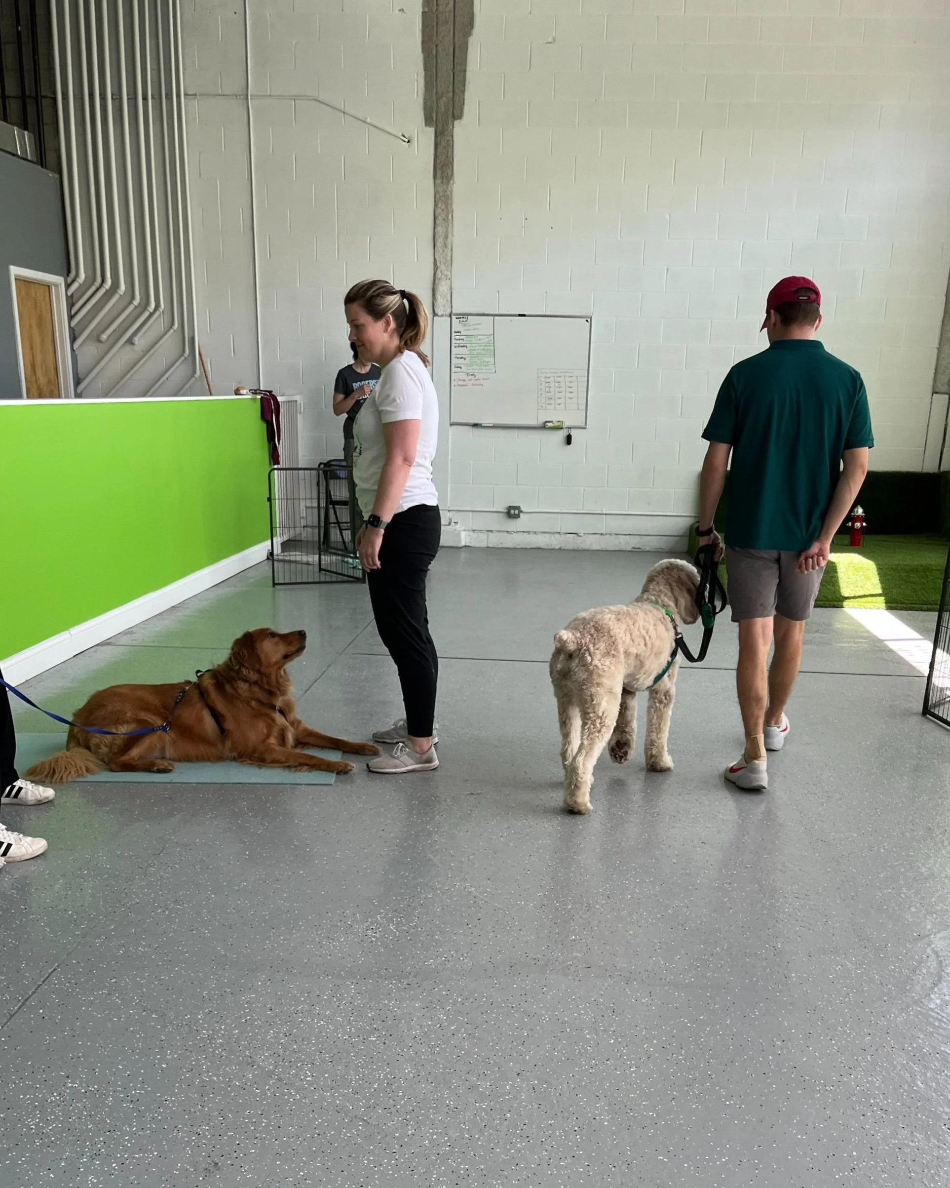 Group Dog Training Classes in Chicago | Basic Obedience & Manners ...