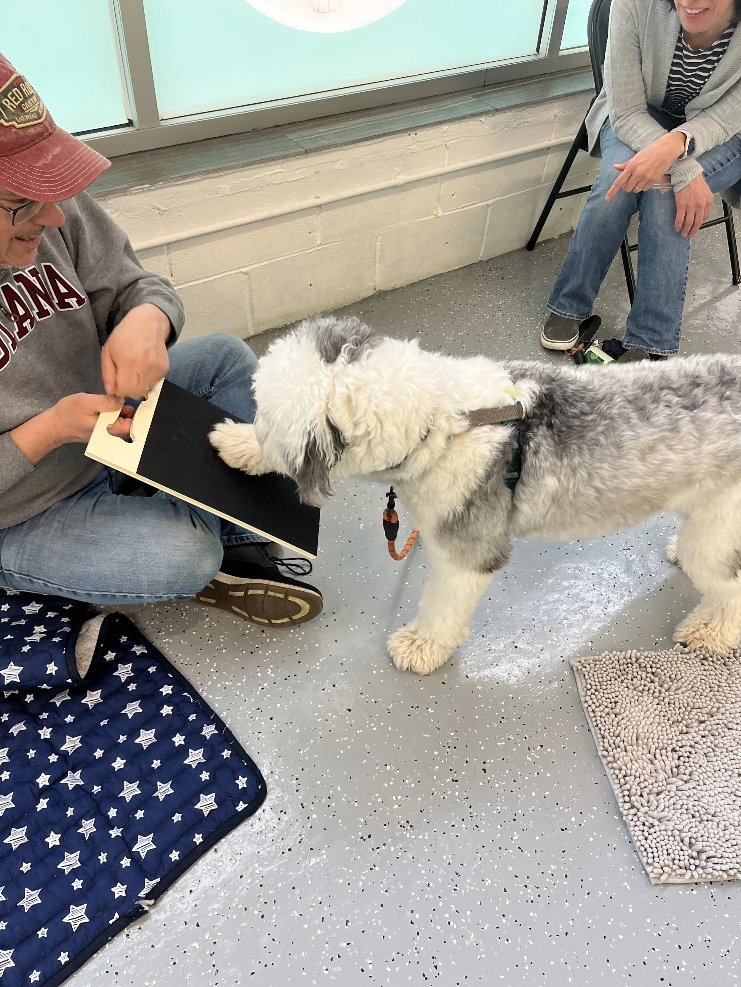 Chicago Group Dog Classes – Copilot Training — Copilot Dog Training