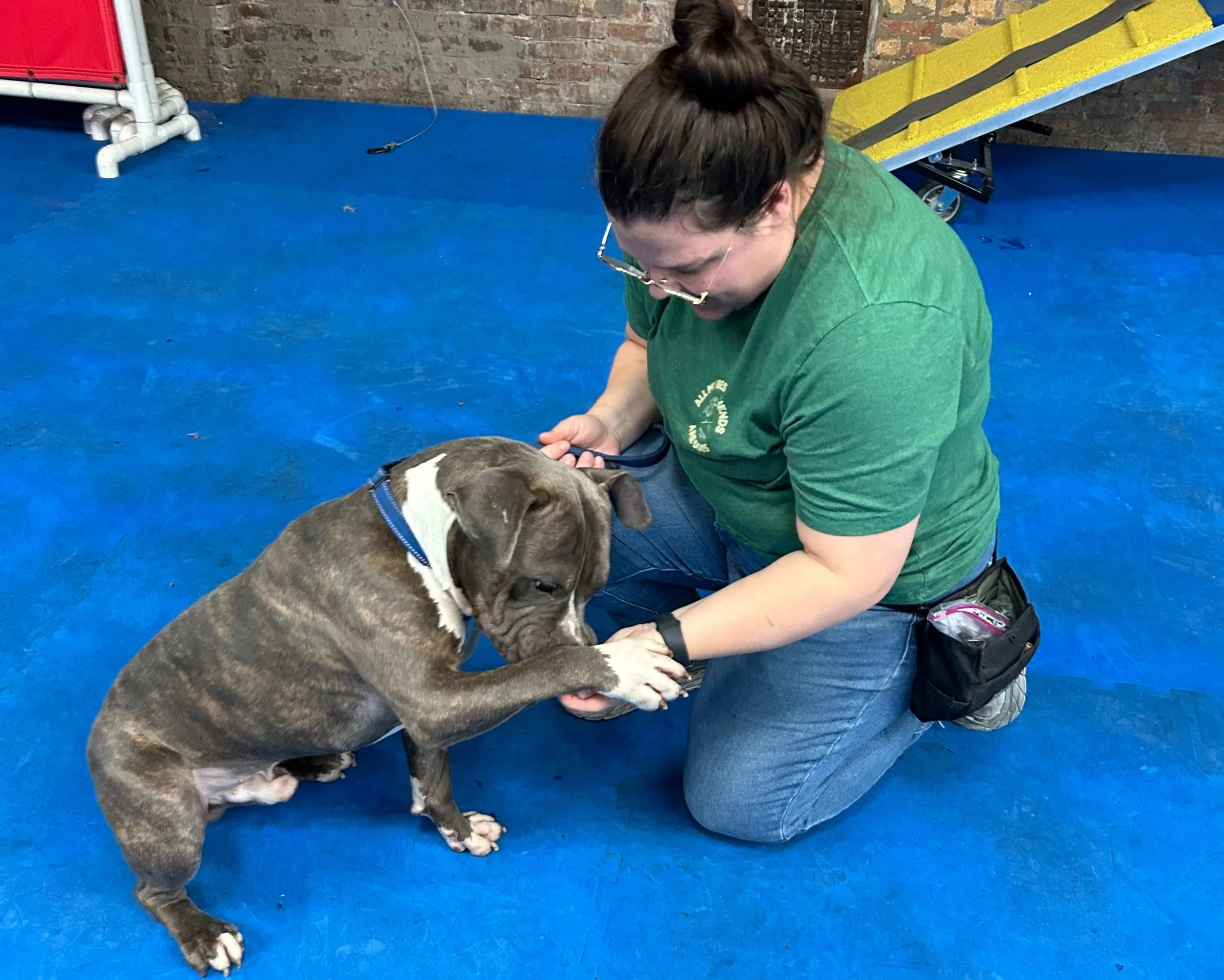 Group Classes — Copilot Dog Training