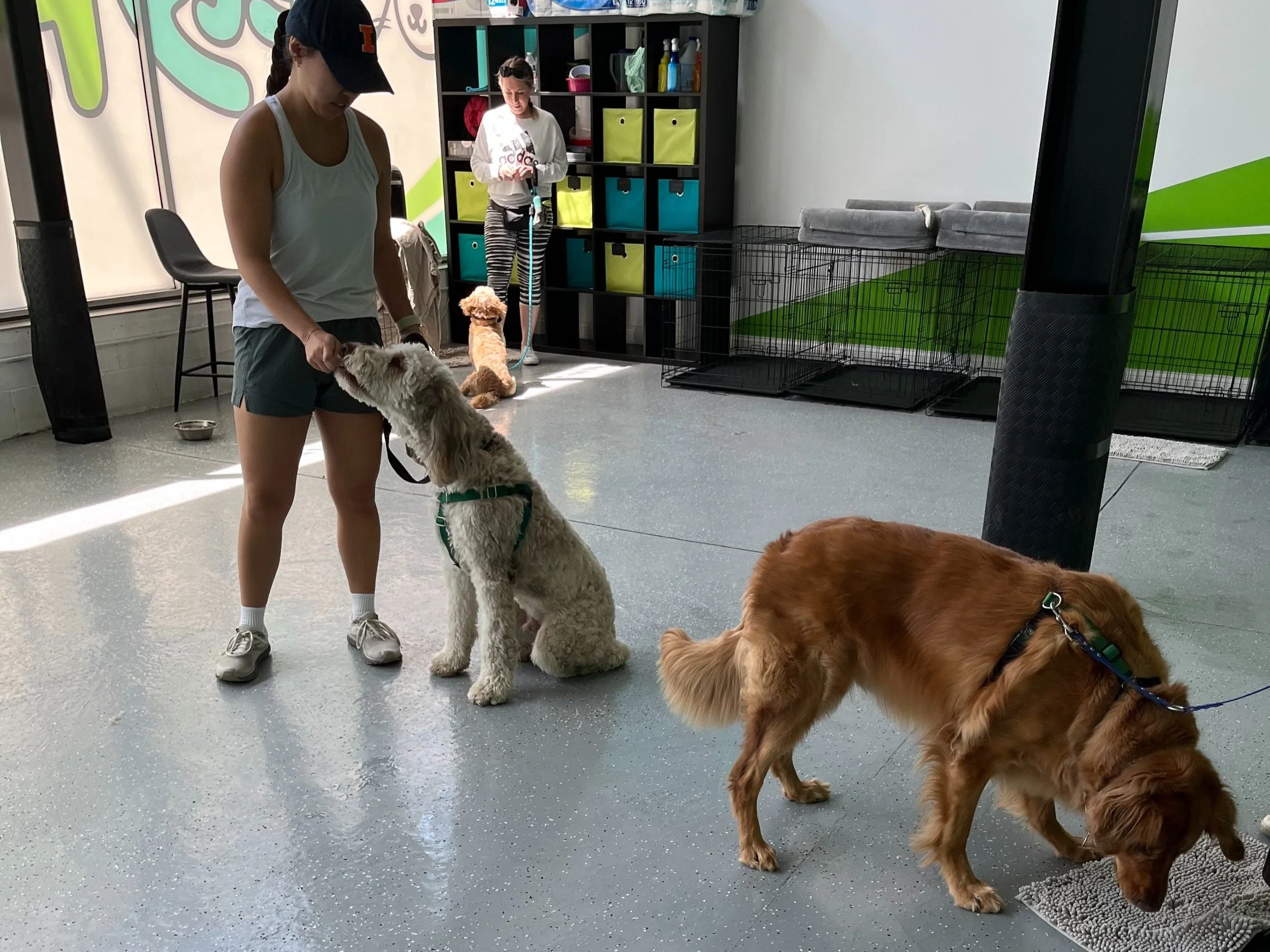 Group Classes — Copilot Dog Training